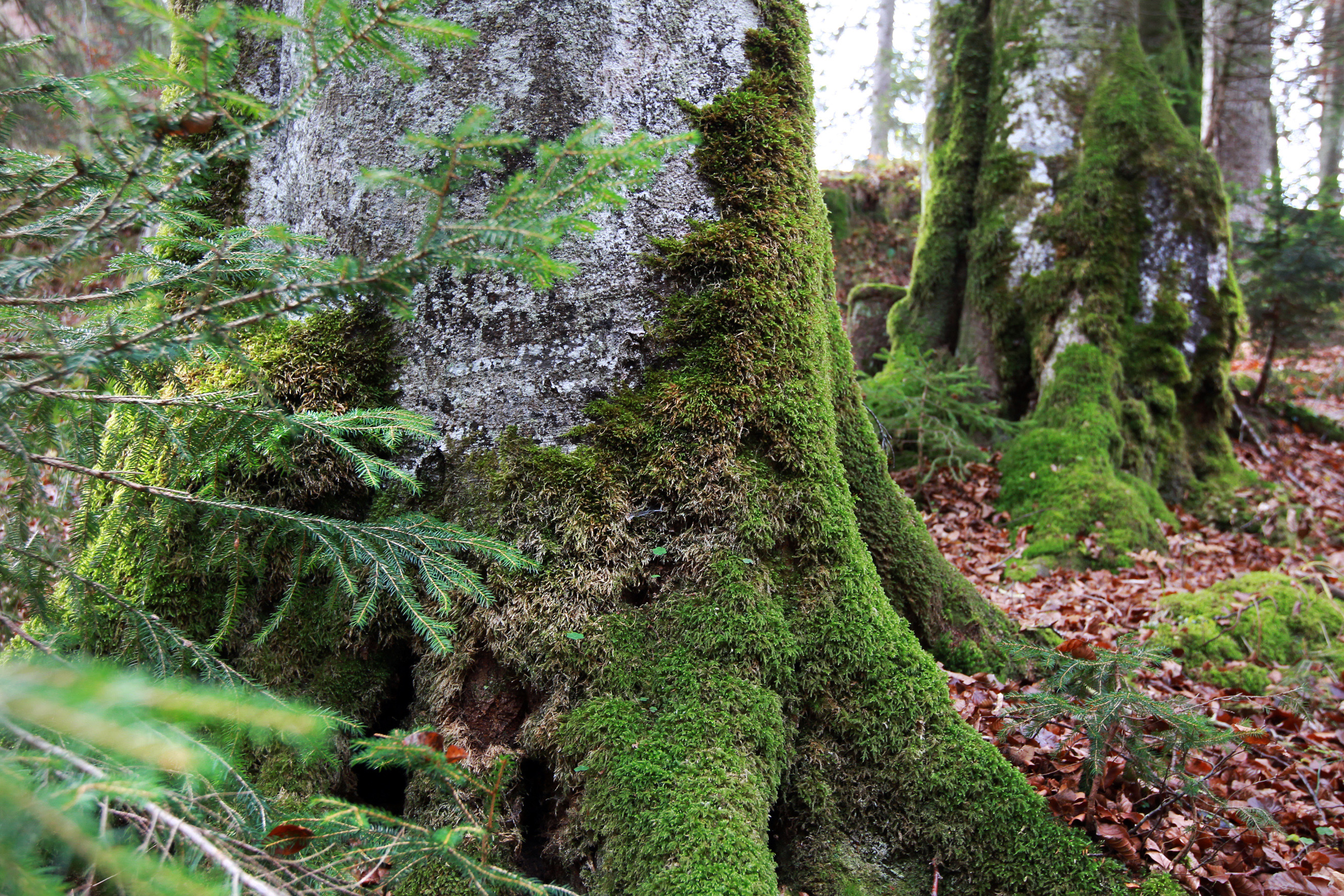 Dürrenstein - Mostviertler Bergabenteuer