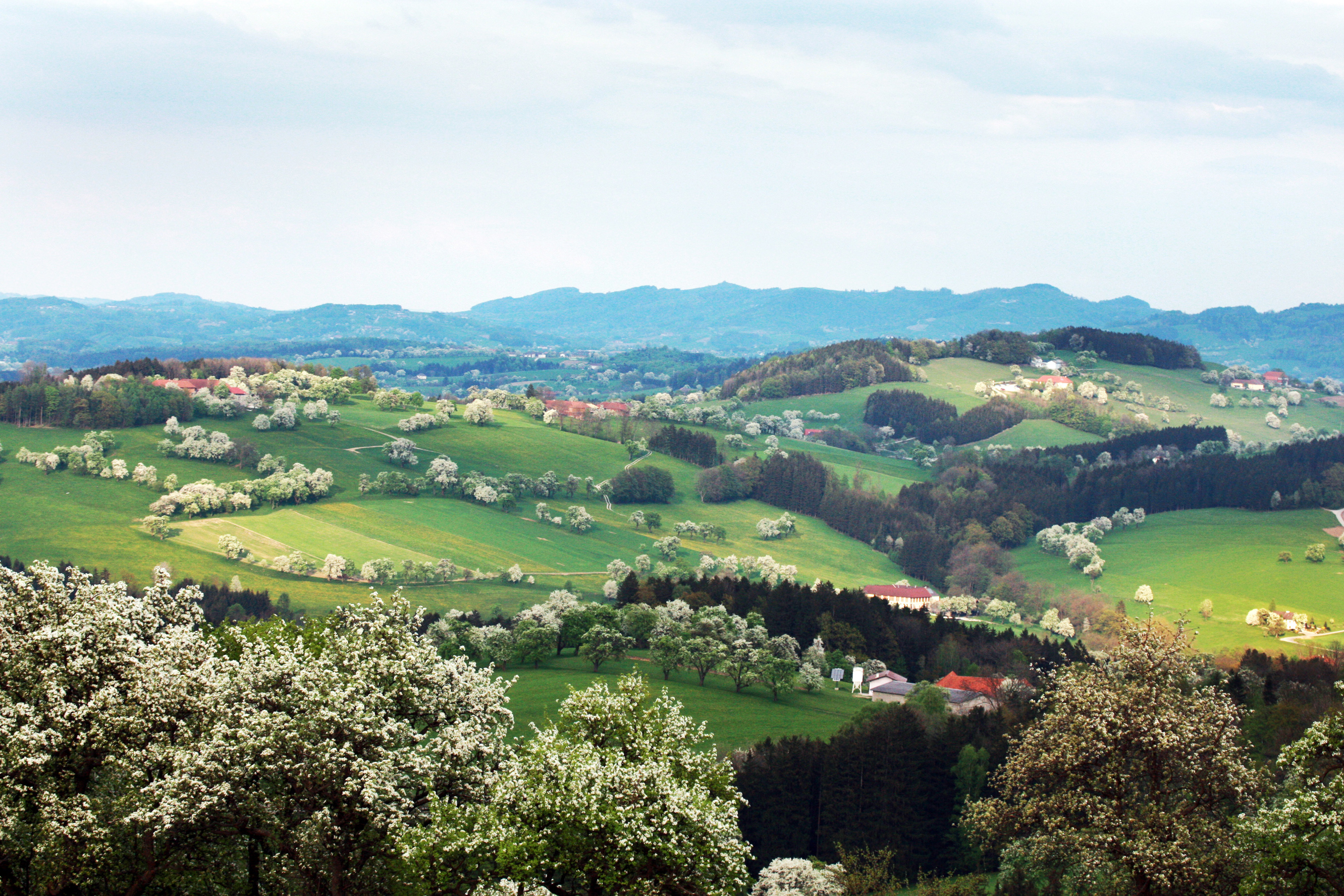 Birnbaumblüte im Mostviertel - Naturerlebnis - Ausflug und Sehenswertes ...