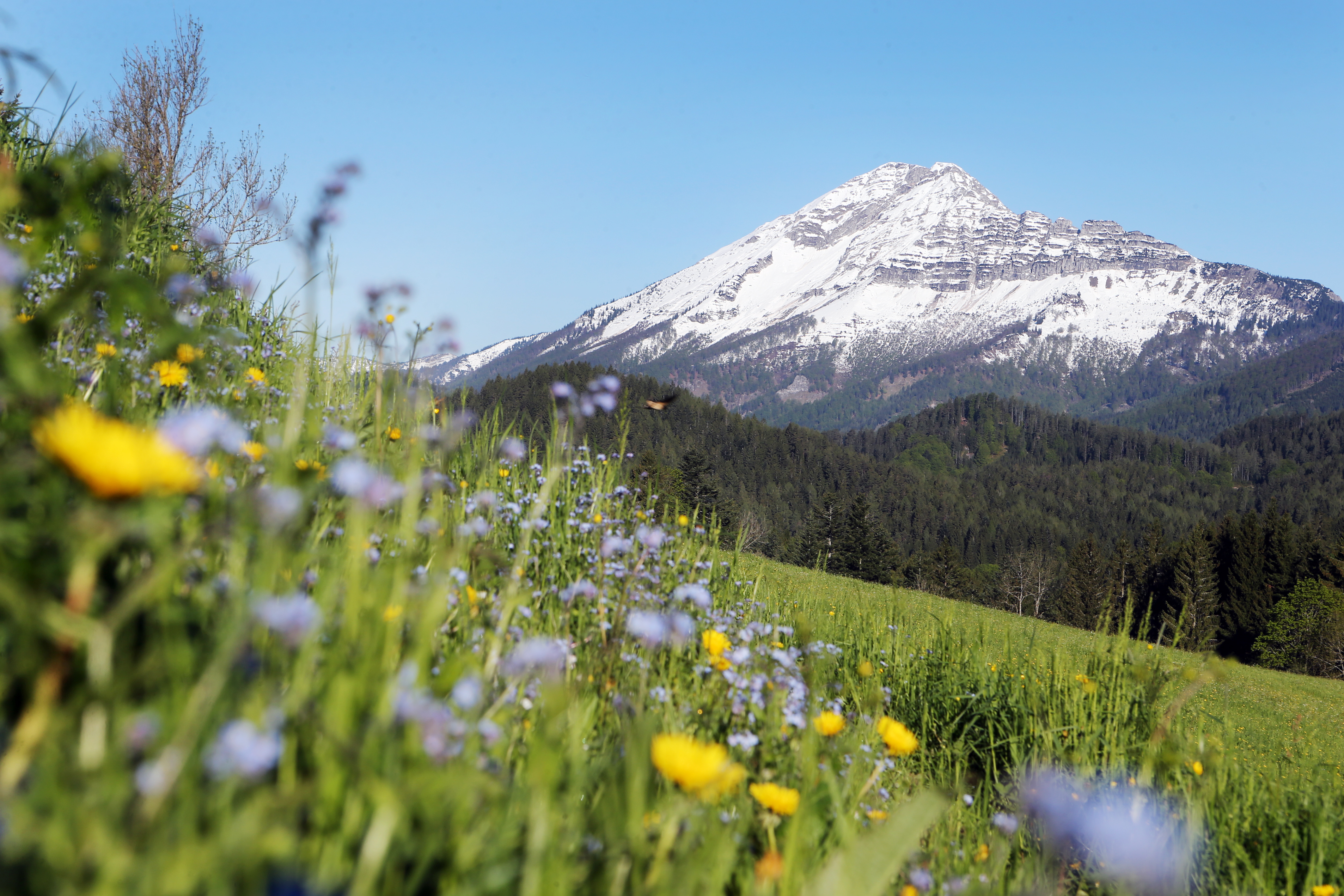 Naturpark Ötscher-Tormäuer: Hohe Gipfel, tiefe Schluchten - Naturparke ...