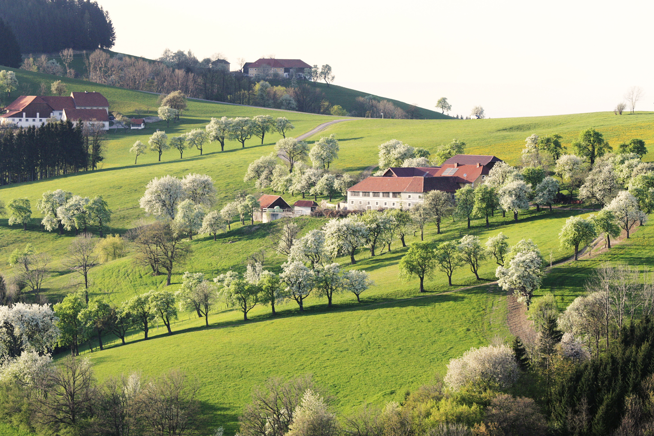 Perry tree blossom - Nature & Hiking